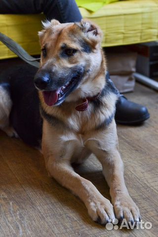 Обаятельная собака Саррочка