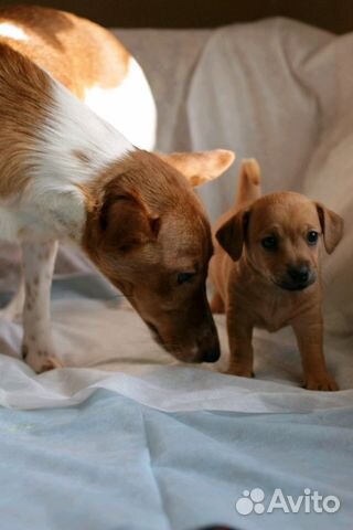 Джек рассел терьер