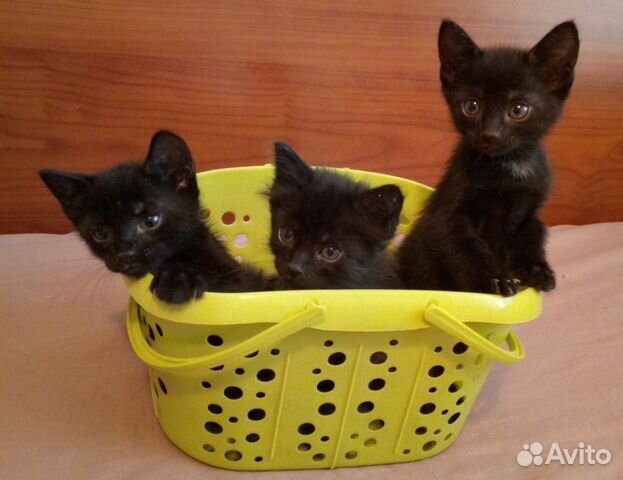 Маленькие черныши - котята в дар