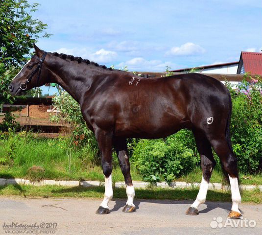 Чистопородный тракененский мерин в любительскую вы