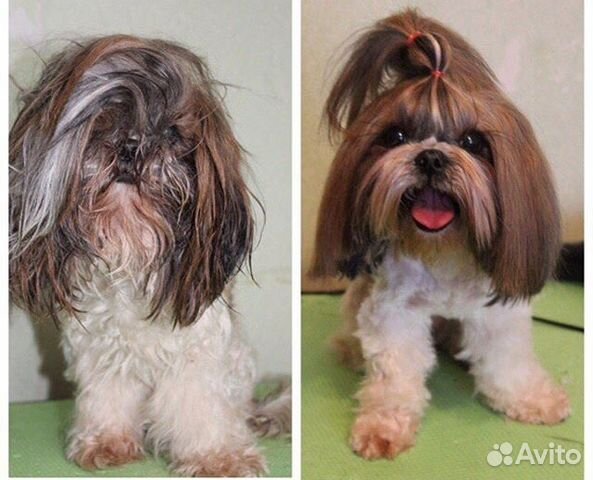 Йорк, шпиц, ши-ТЦ, пекинес