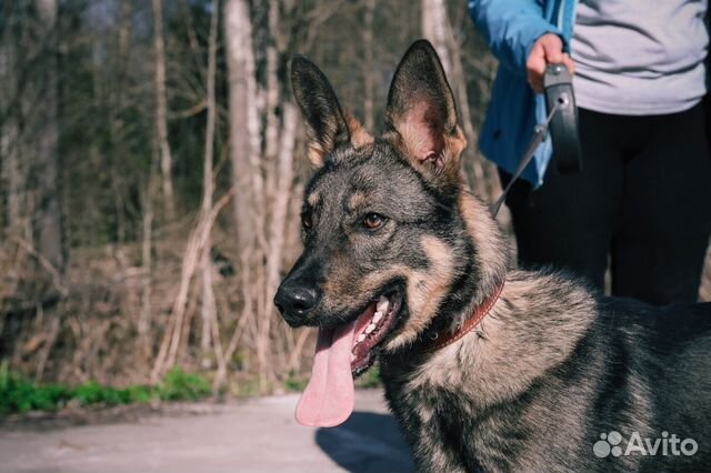 Собака в добрые руки