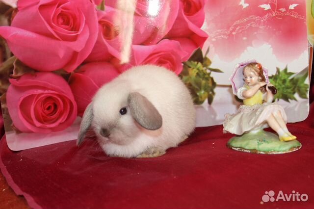 Карликовый кролик сиамский окрас