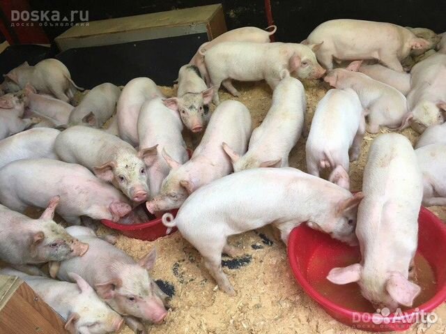 Продам пороят, свиньи на мясо