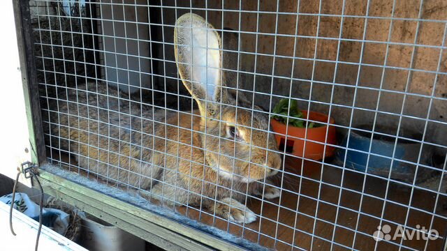 Крольчата крупных кроликов