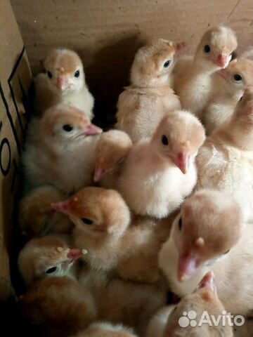 Индюшата тяжелых кроссов, Hybrid Converter