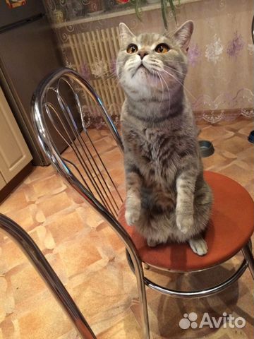 Отдам шотландскую кошку в добрые руки
