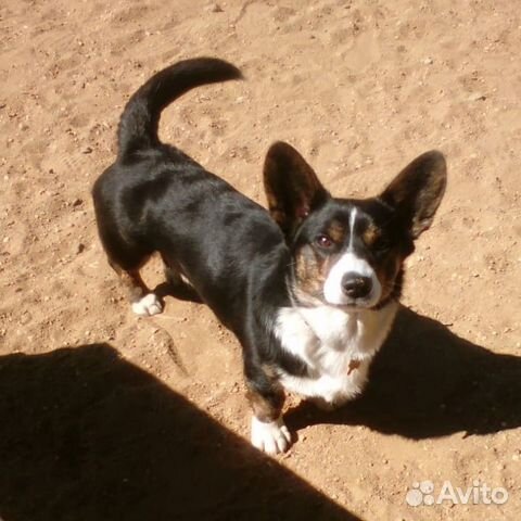 Вельш Корги Кардиган для вязки