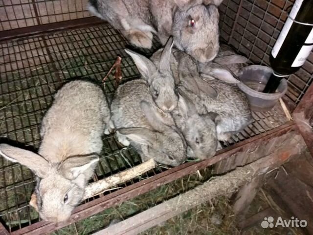 Мясо кролика, крольчата мясных пород