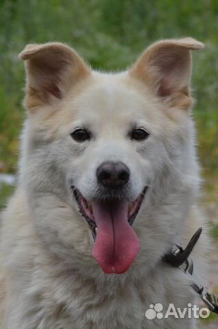 Тимон в добрые руки