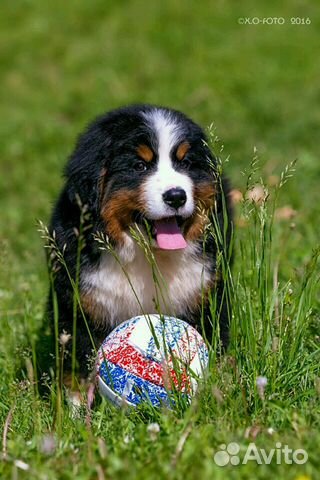 Бернский зенненхунд