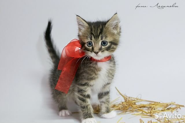 В добрые руки