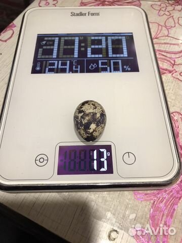 Перепелиное яйцо