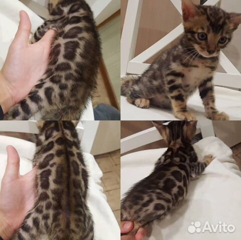 Бенгальские котята