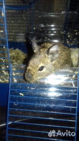 Отдам белок Дэгу