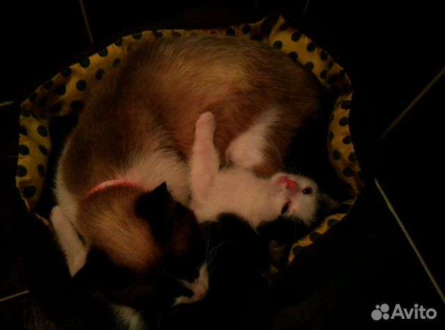 Гостиница для кошек и котов, котят.Москва. Передеж