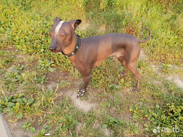 Случка Ксоло кобель