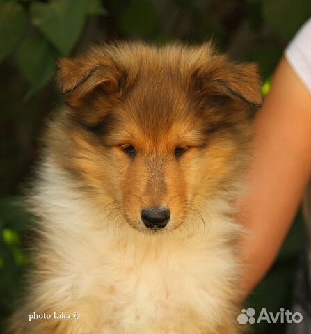 Рыжий щенок колли