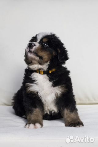 Щенки Бернского зененхунда