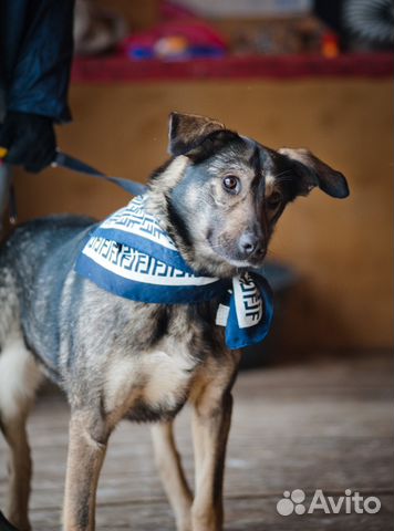 Руна - собака-неженка в дар