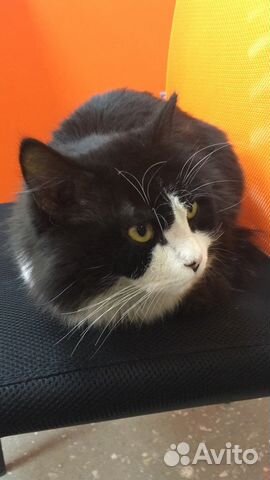 Нашли кота и теперь котенька ищет дом