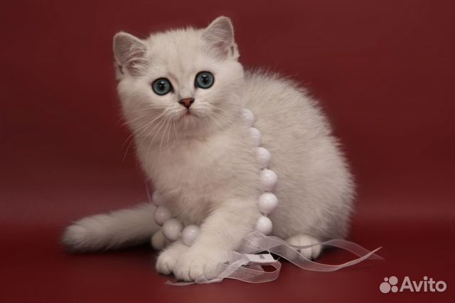 Снежно серебристые котята