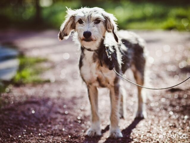 Чебурашка ищет дом и семью