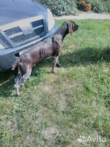 Щенки породы Курцхаар