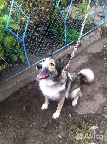 Собака,пол жен, помесь забсиб лайки