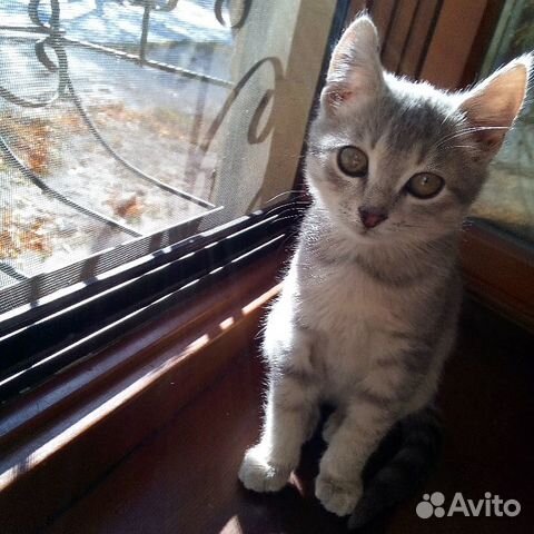 Серенький котик 3мес