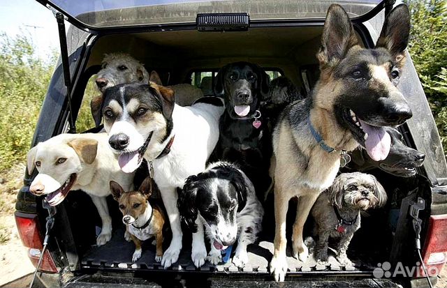 Щенки от хороших родителей, Разные