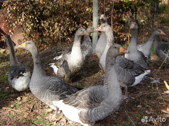 Продам породных Крупных серых гусей