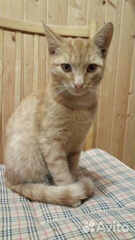Красивый котенок