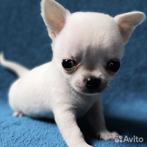 Мальчики Блондины