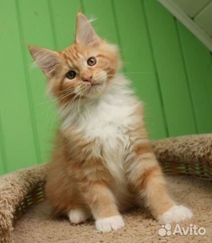 Котик мейн кун Исаак красный солид с белым
