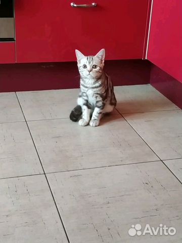 Британский котик