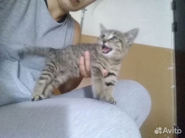 Отдам котёнка подкидыша