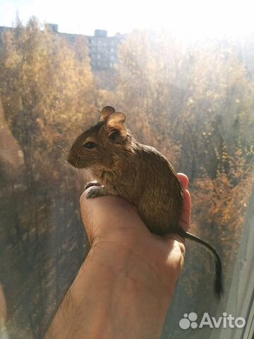 Дегу (дегусята 4 мес.)