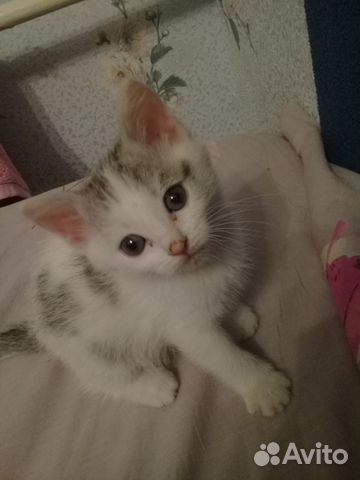 Отдадим котенка бесплатно