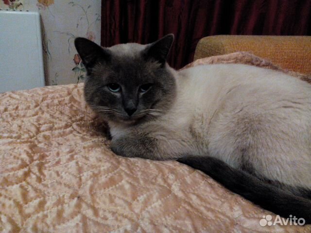 Вязка с тайским котом блю поинт