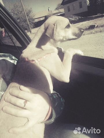 Отдам в добрые руки