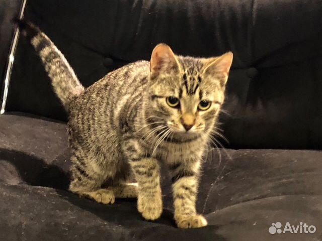 Котёнок девочка в добрые руки