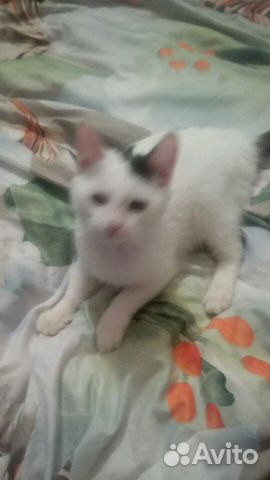 Турецкая ангора