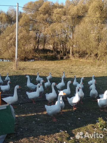 Пух,перо гусиное