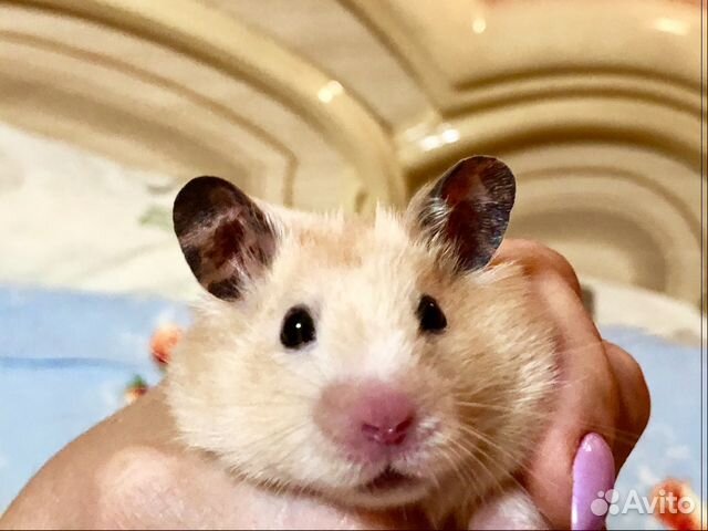 Хомячок Персик