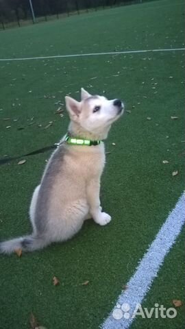 Продам хаски