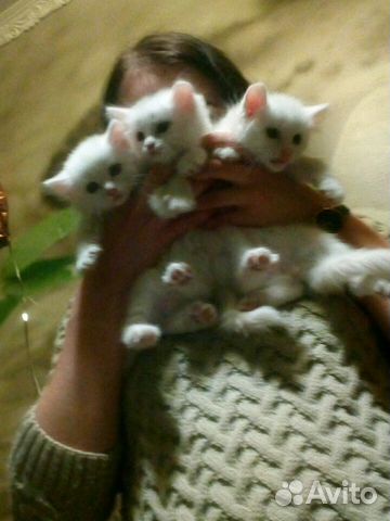 Котята