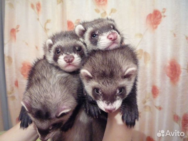 Продам щенков хорька