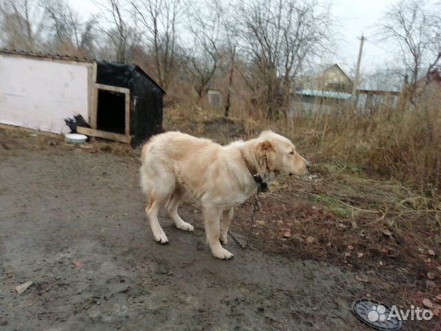 Алабай девочка