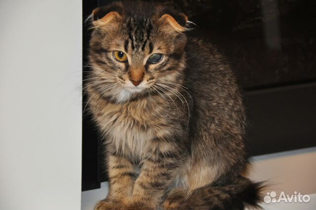 Восхитительный мальчишка